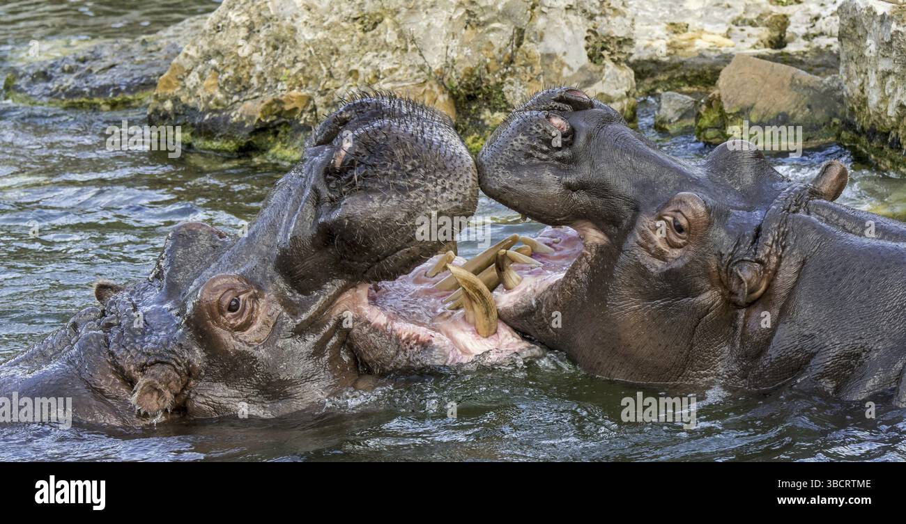 Fighting hippopotamuses, hippos (Hippopotamus amphibius) in lake showing huge teeth and large ...