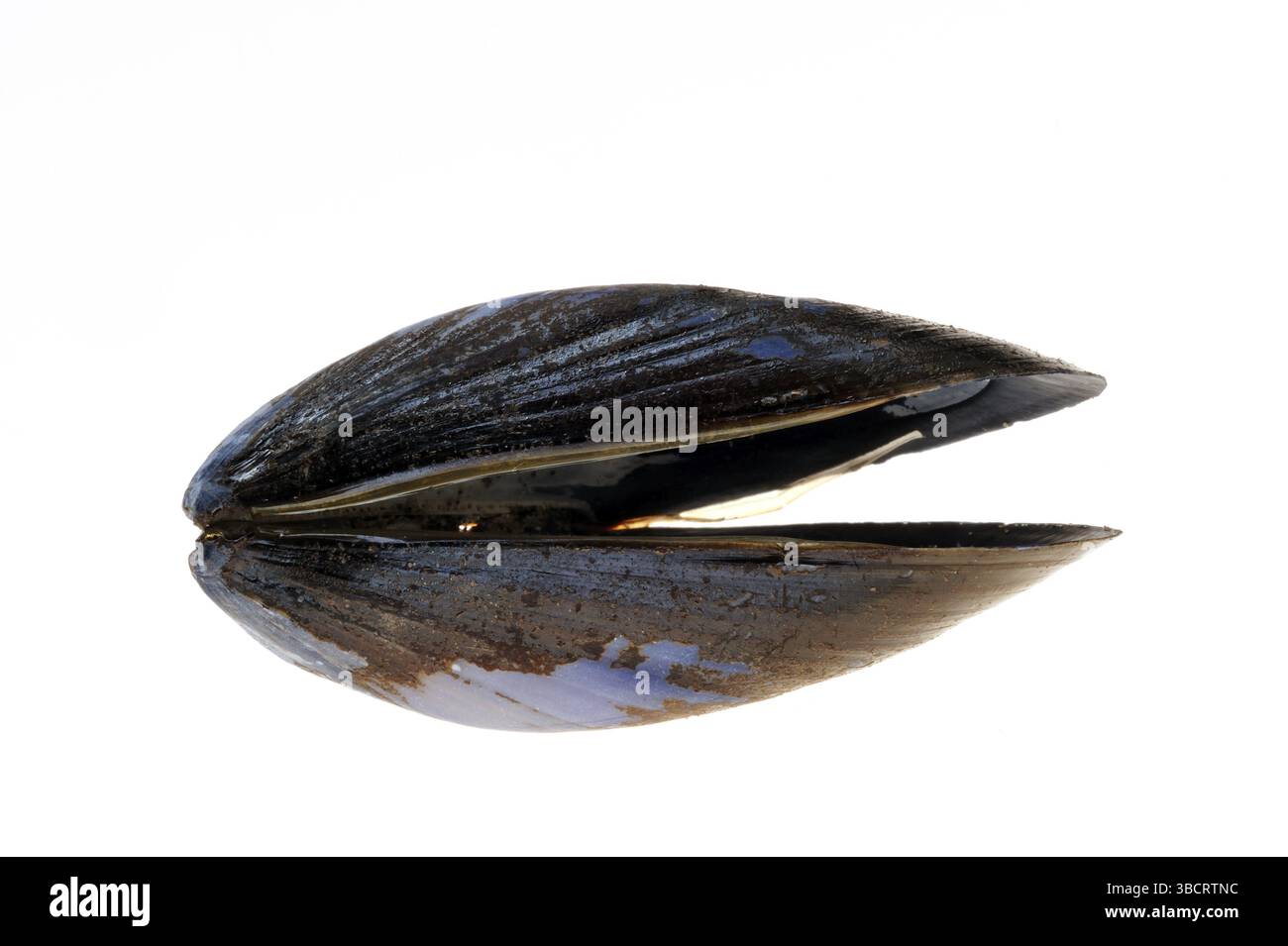 Common (Mytilus edulis) mussel, blue mussel shells on white background ...