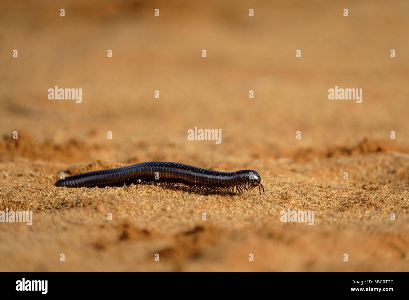 Shongololo, giant millipede (Archispirostreptus gigas) crossing red ...