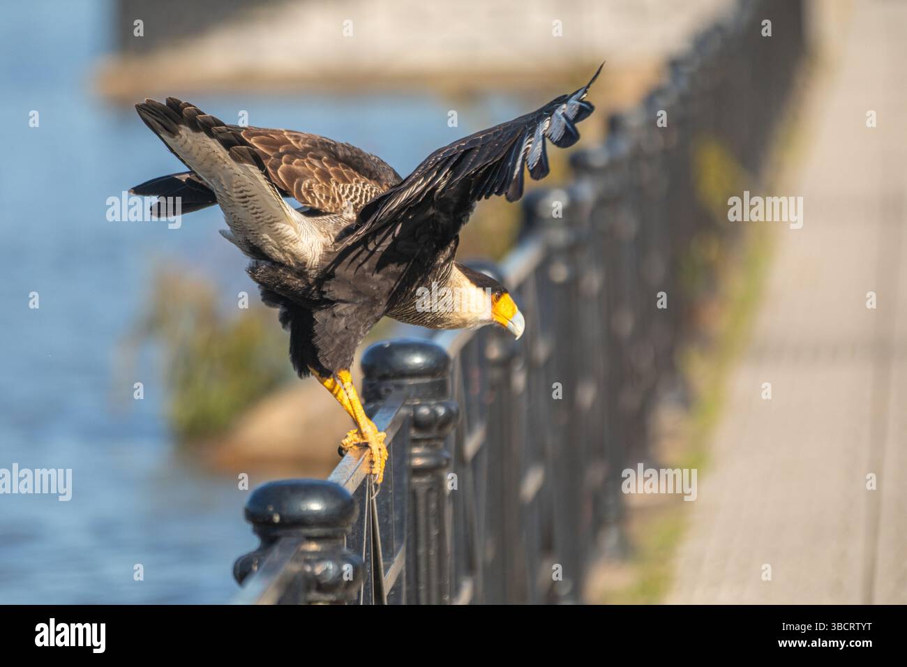 The crested caracara (Caracara plancus), also known as the Mexican ...