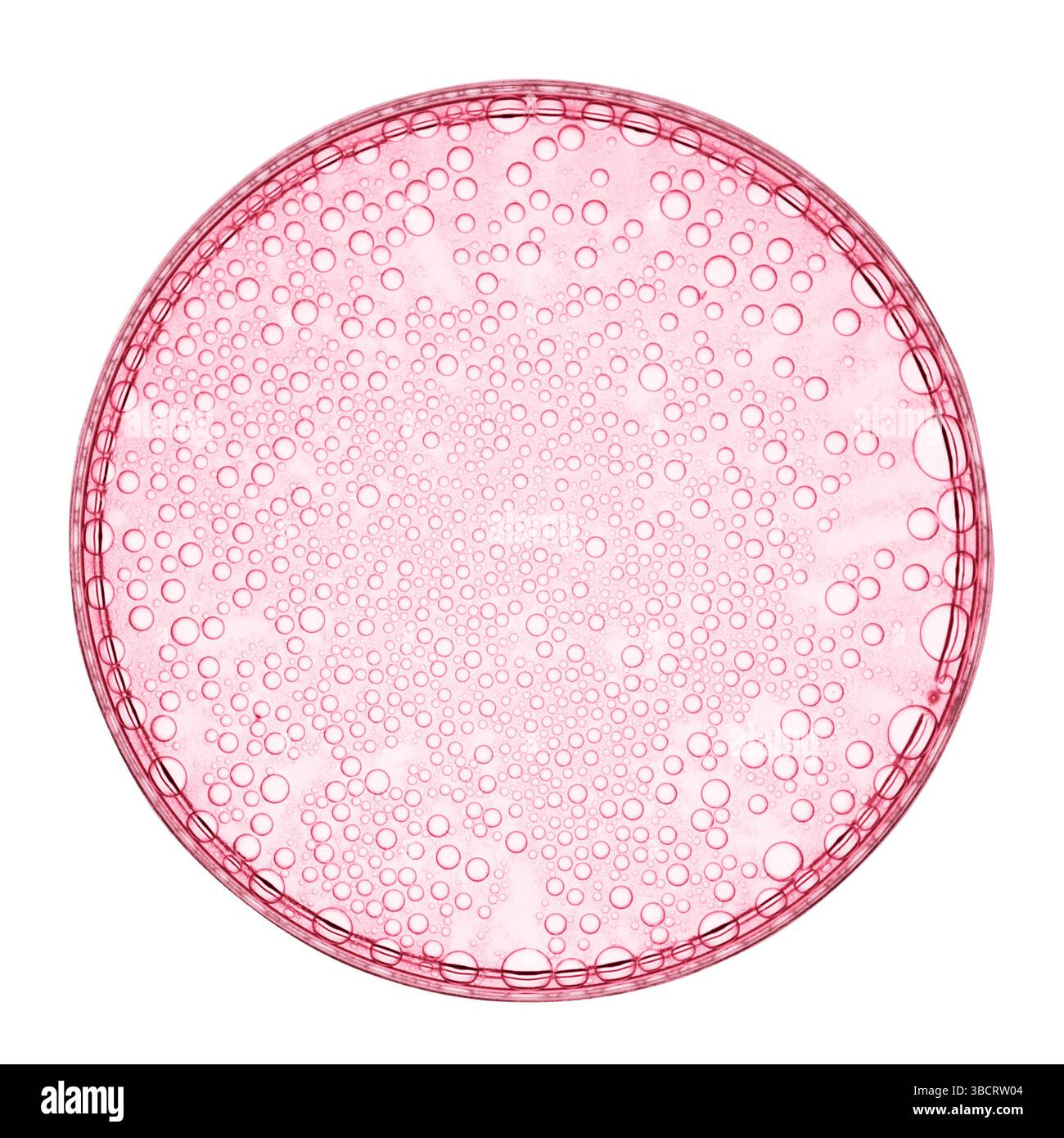 Petri dish with pink serum oil sample swatch texture isolated on white ...