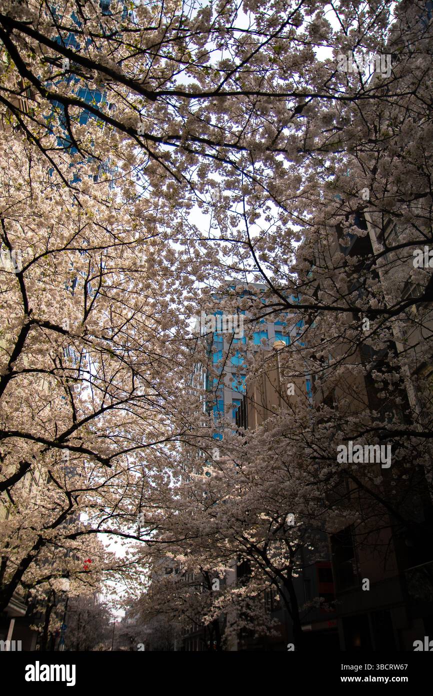 Cherry blossom–lined street flanked by modern buildings in Tokyo, Japan ...