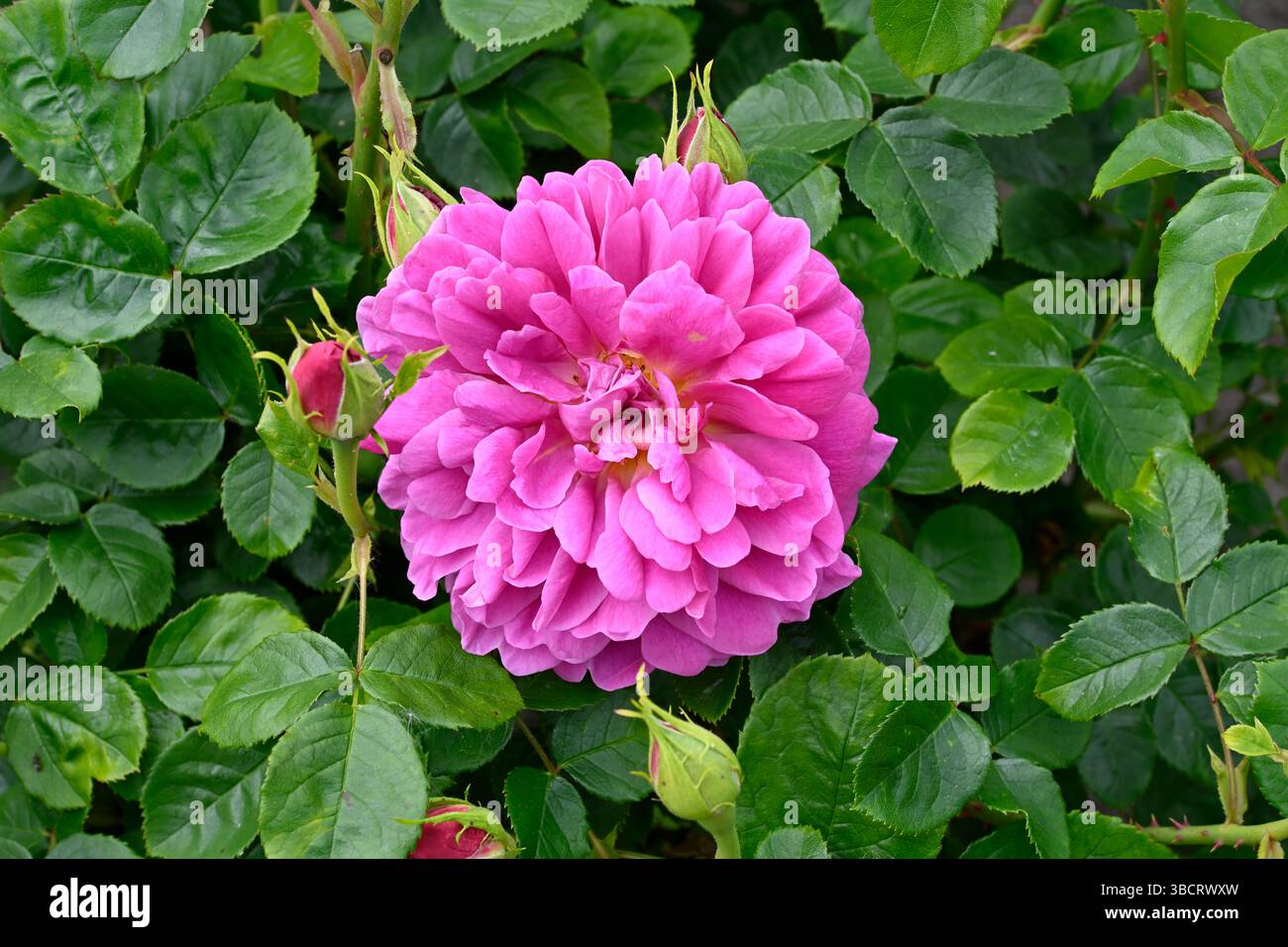 Pink summer flowers of English shrub rose. rosa Princess Anne UK garden ...