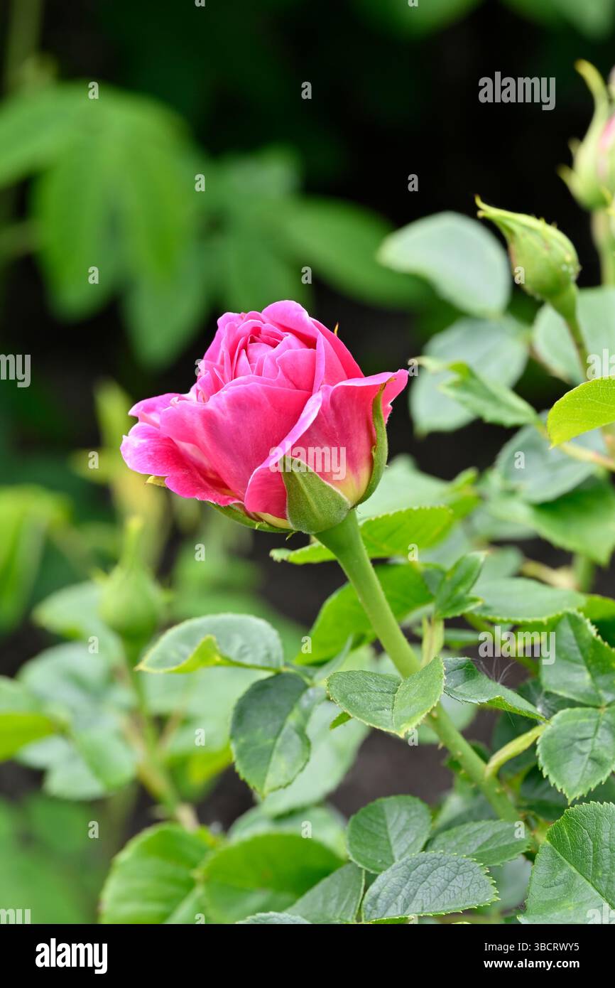 Pink summer flowers of English shrub rose. rosa Princess Anne UK garden ...