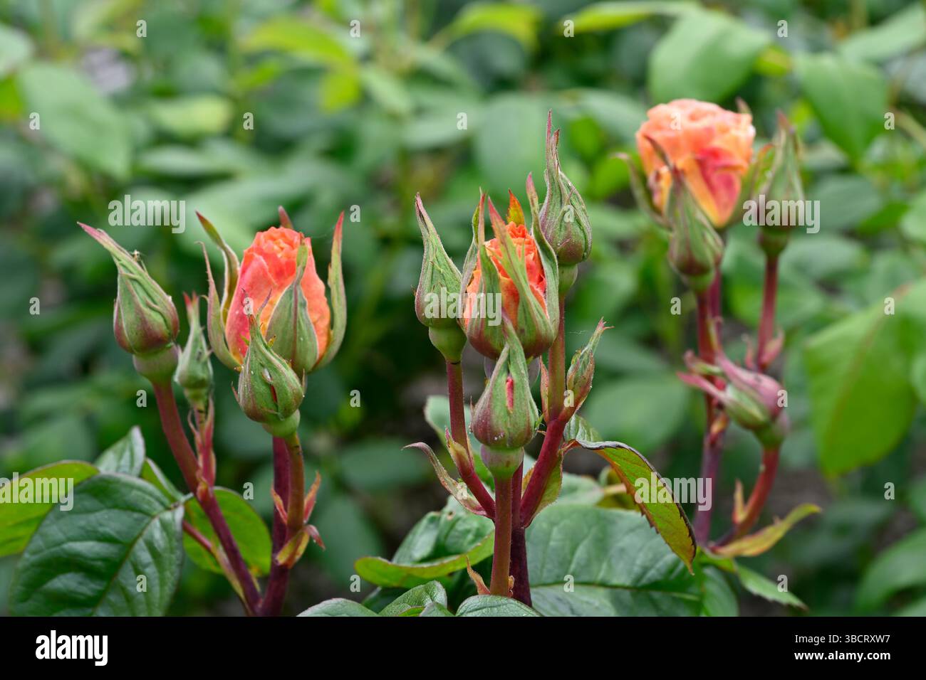 Peach spring and summer flower buds of rose, Rosa 'Ann Aberconway, UK ...