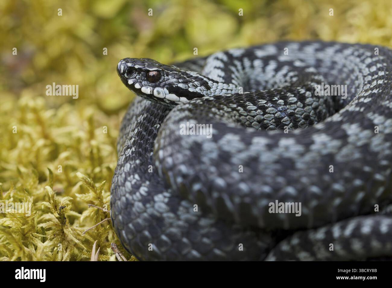 Common European Adder (Vipera berus) curled up in striking pose, grey ...