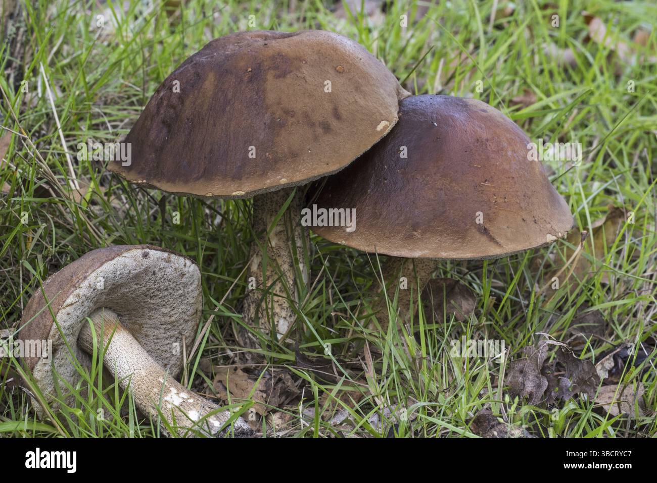 Rough-stemmed bolete, scaber stalk, birch bolete (Leccinum scabrum ...