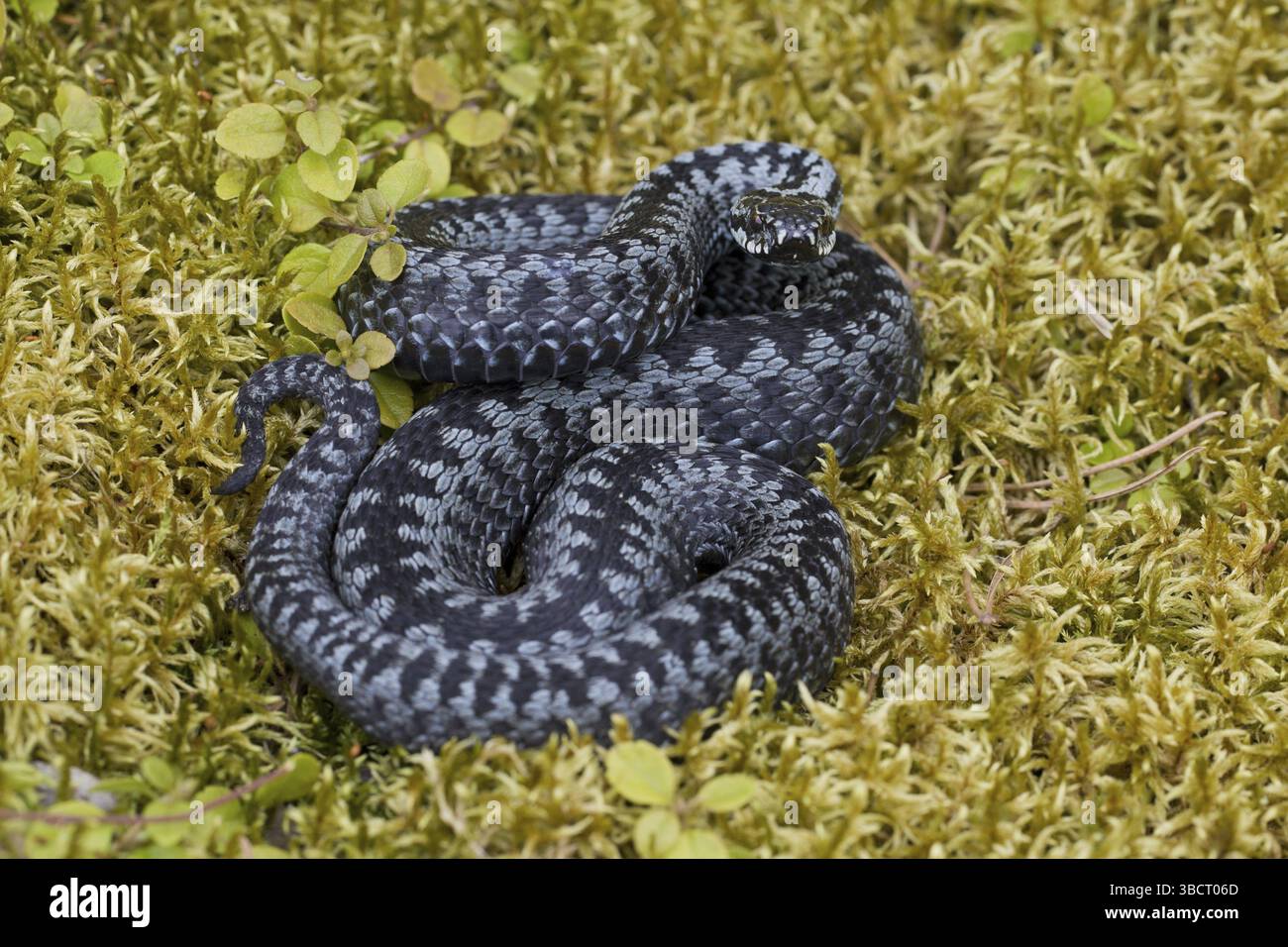 Common European Adder (Vipera berus) curled up in striking pose, grey ...