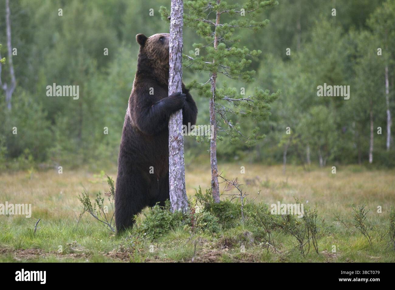 Brown bear (Ursus arctos) standing upright against tree in the taiga ...