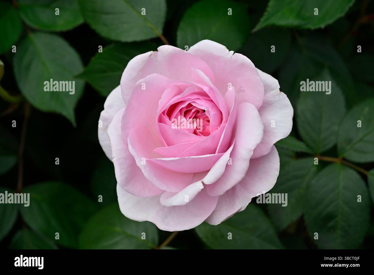 Pink, double summer flower of rose Rosa Olivia Rose Austin in UK garden ...
