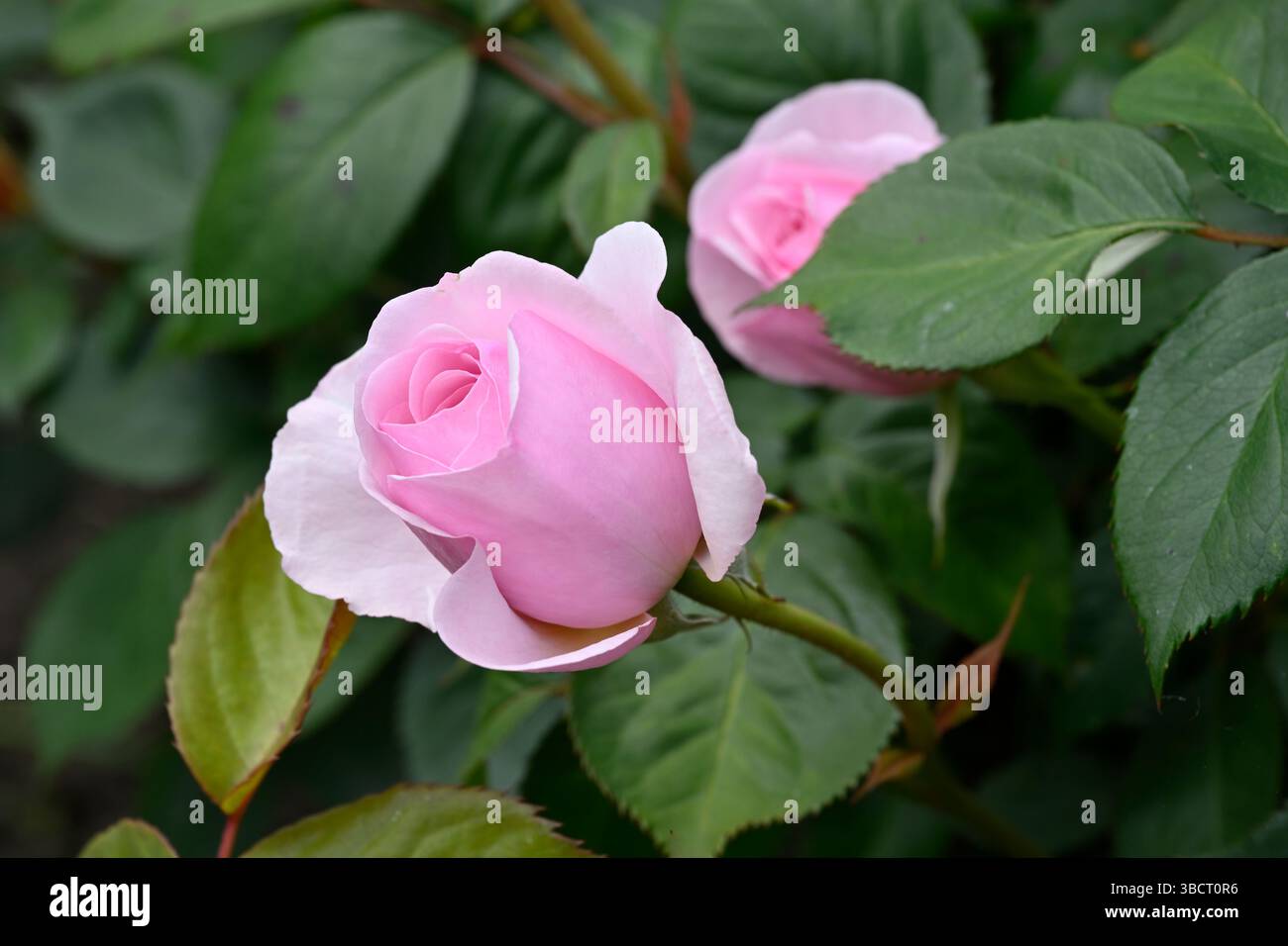 Pink, double summer flower of rose Rosa Olivia Rose Austin in UK garden ...