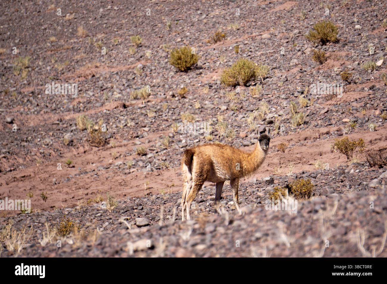 Lone Wild Guanaco (Lama Guanicoe) Moving Gracefully Through the Harsh ...