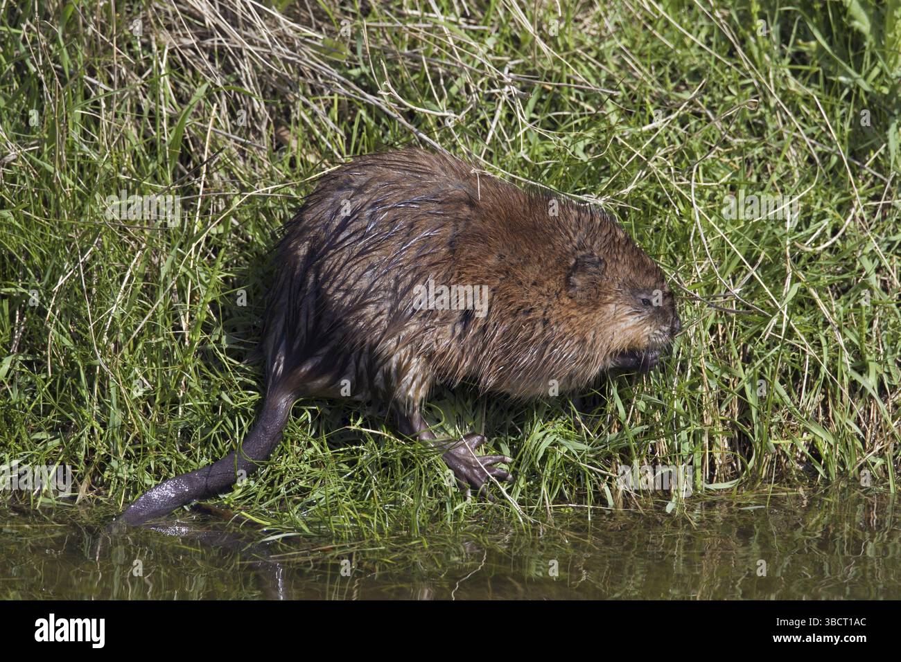 Muskrat (Ondatra zibethicus) exotic introduced species native to North ...