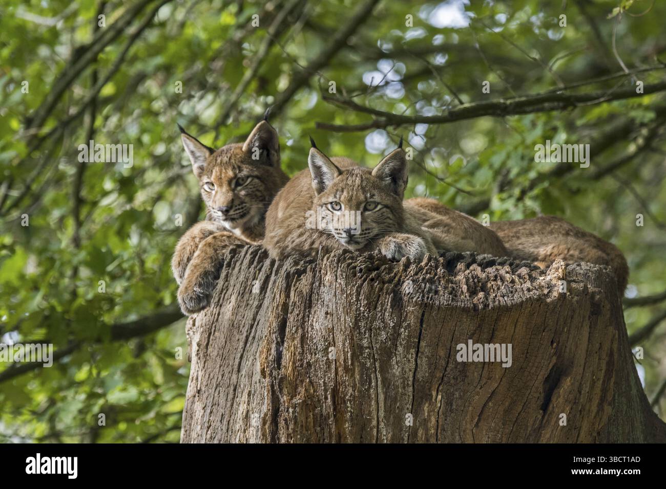 Three young Eurasian lynxes (Lynx lynx) juveniles resting on top of ...