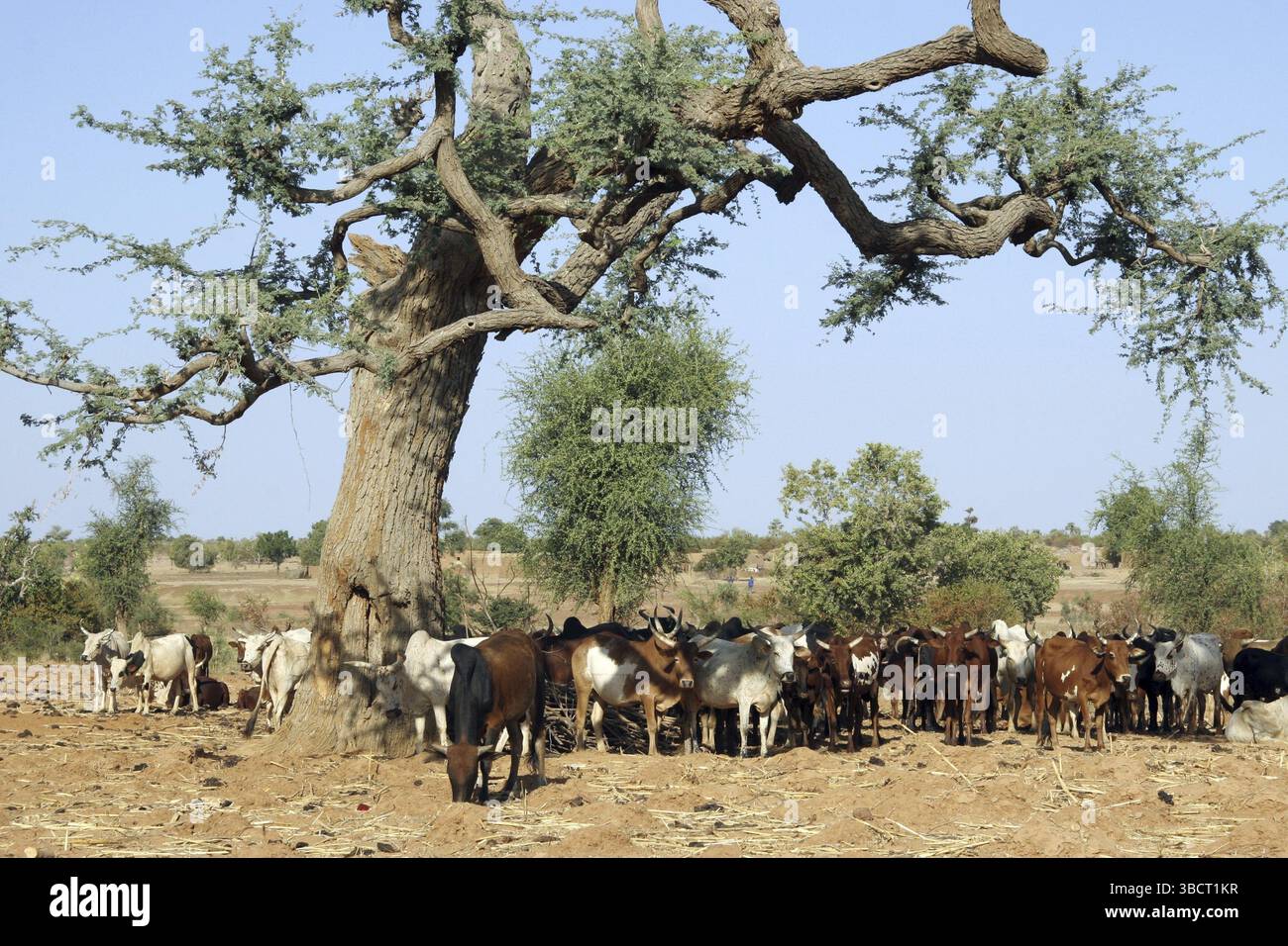 Sanga cattle (Bos taurus africanus) cows grazing under tree in semi ...