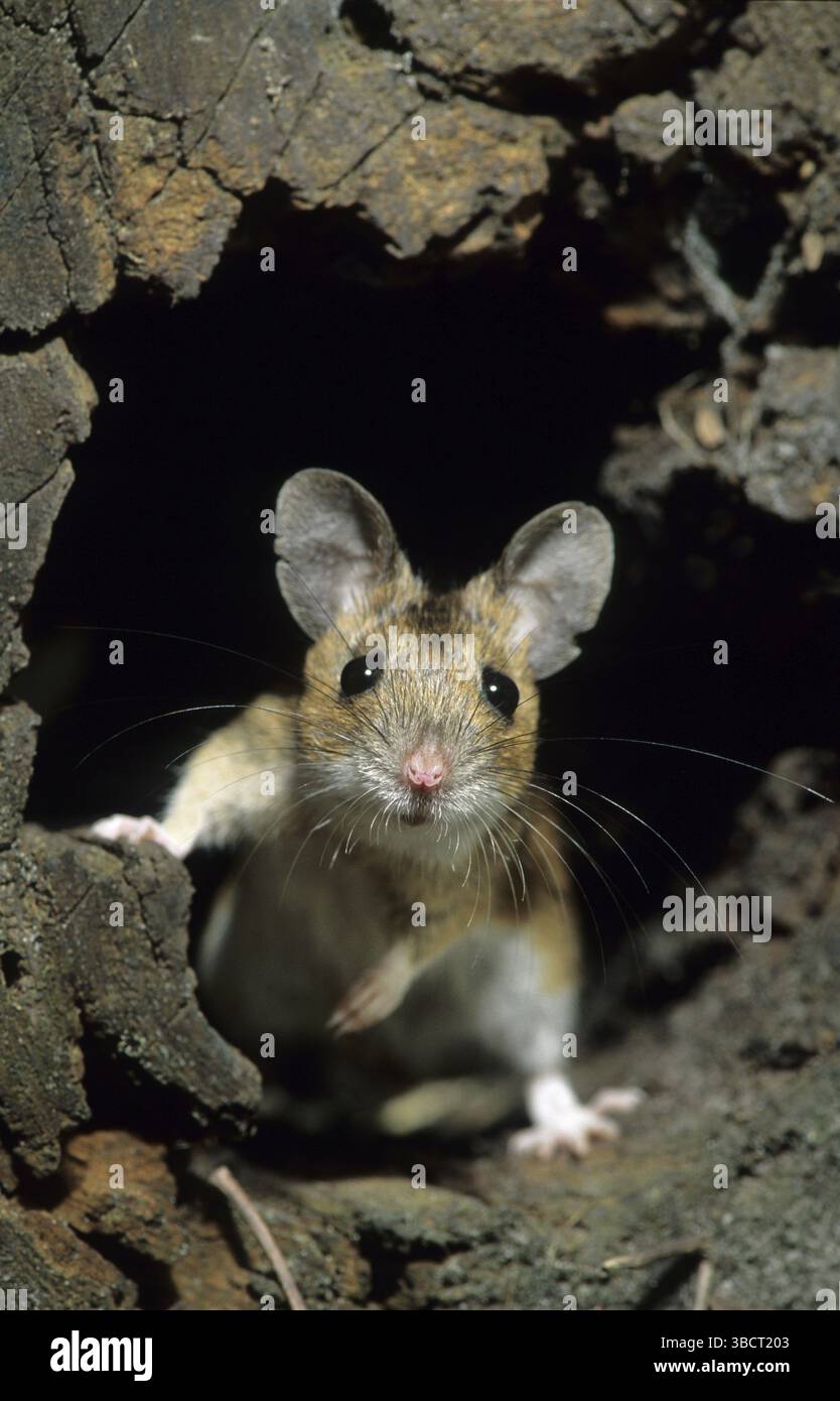 Wood mouse (Apodemus sylvaticus) in forest leaving hollow tree Stock ...