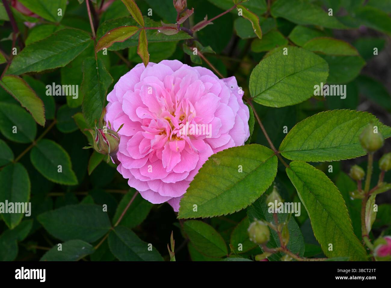 Double pink flowers of English shrub rose Rosa The Mayflower UK garden ...