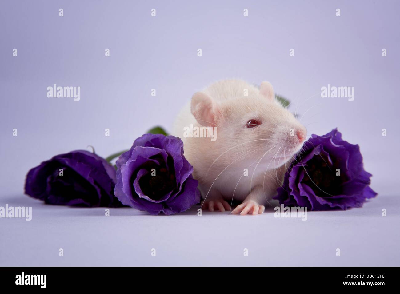 Small cute baby common hi-res stock photography and images - Alamy