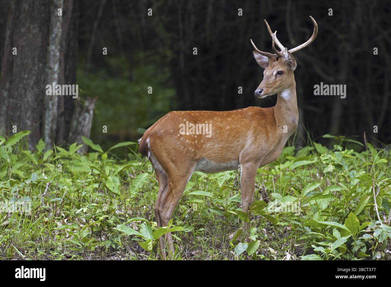Eld's deer (Panolia eldii) endangered deer species native to Southeast ...