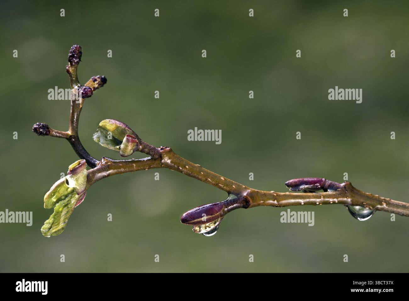 Alder (Alnus) buds and leaves emerging in spring, Belgium, Europe Stock ...