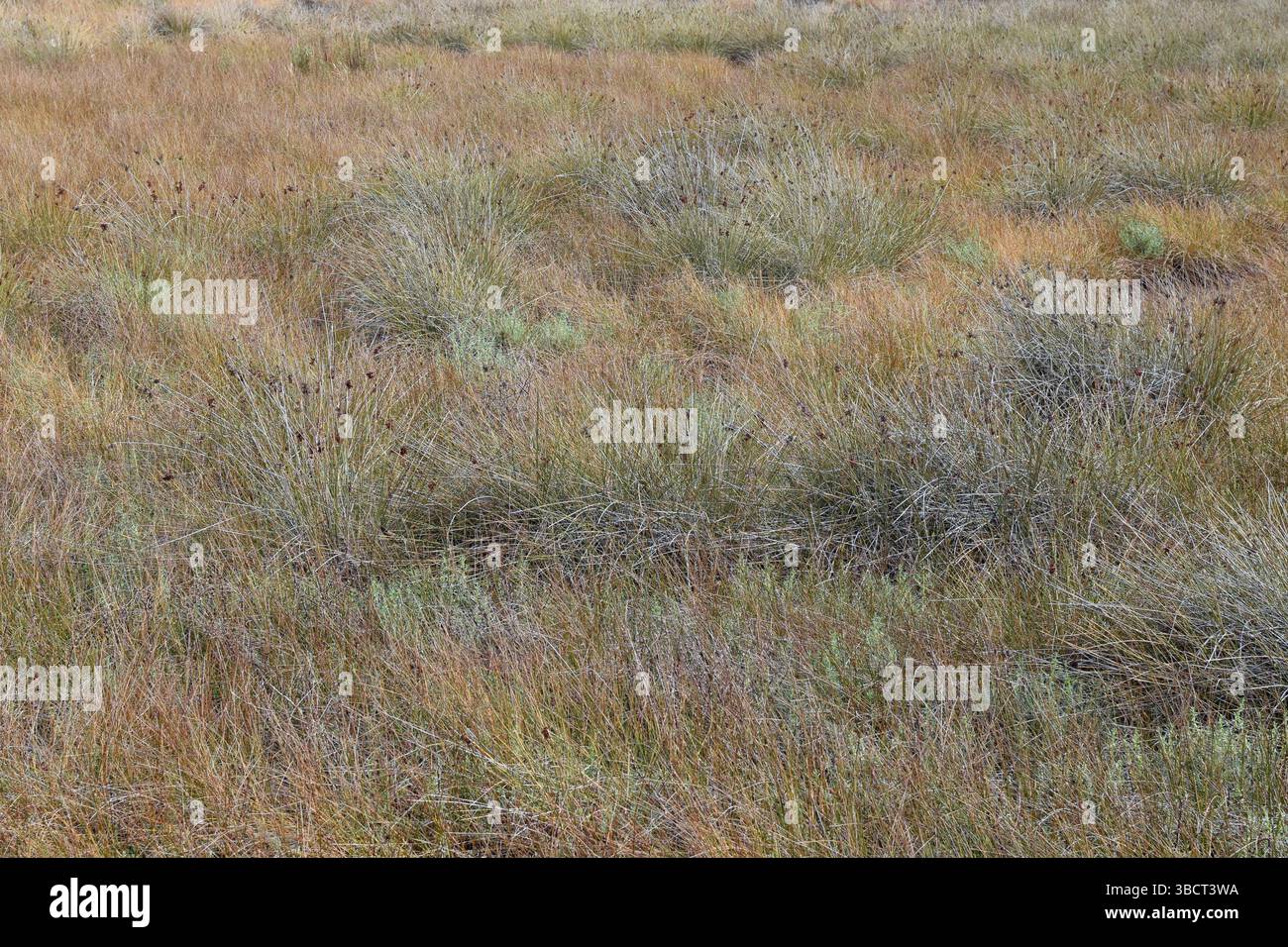 Swamp vegetation dry plants summertime wetland landscape Stock Photo ...