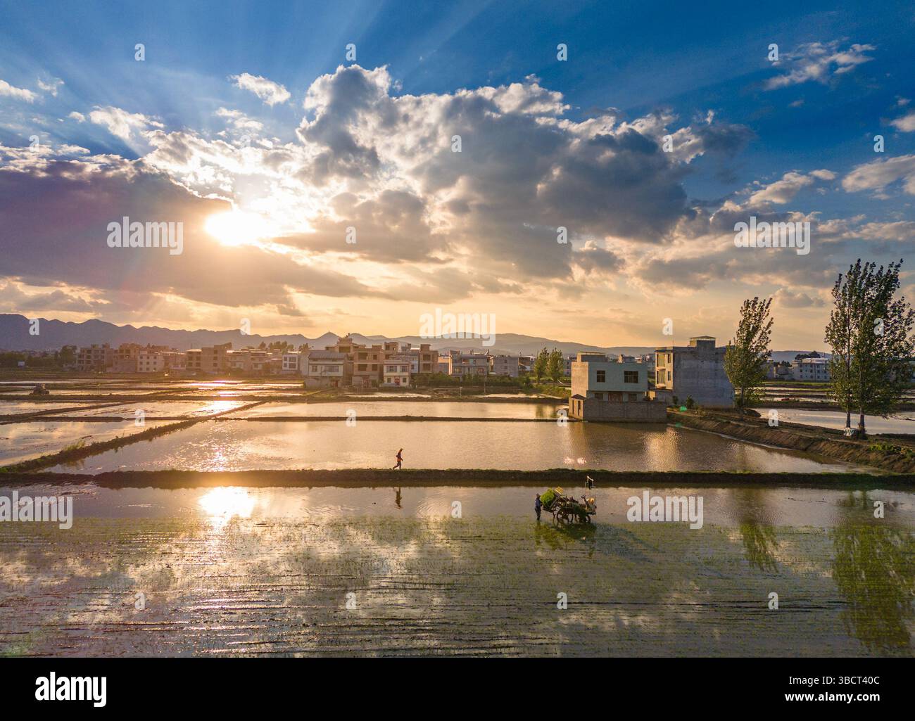 (250521) -- BEIJING, May 21, 2025 (Xinhua) -- Farmers transplant rice ...