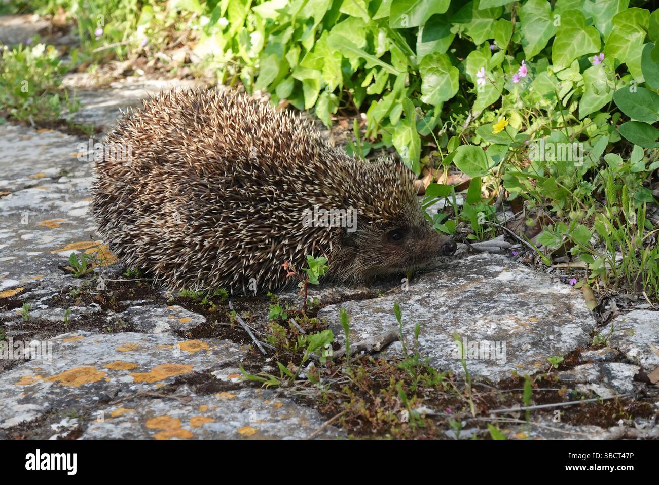 Small hedgehog animal spiny mammal Stock Photo - Alamy