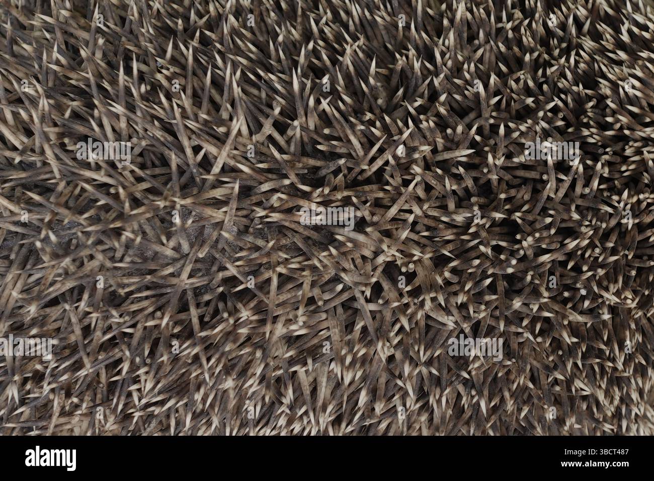 Hedgehog animal spines closeup. Sharp spikes macro background texture ...