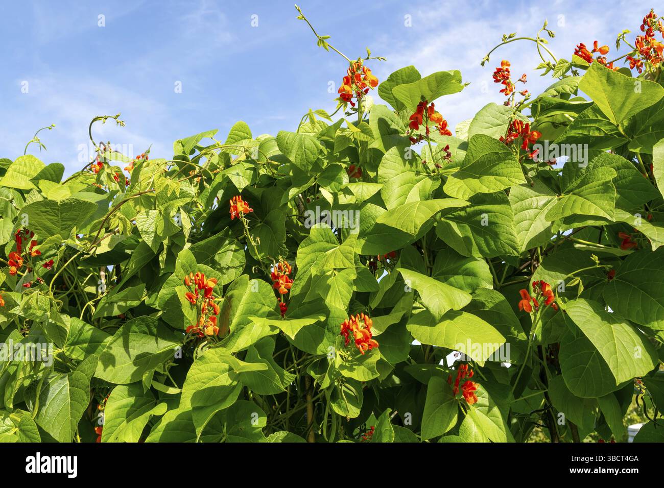 Leaves and red flowers of scarlet runner bean (Phaseolus) plant ...