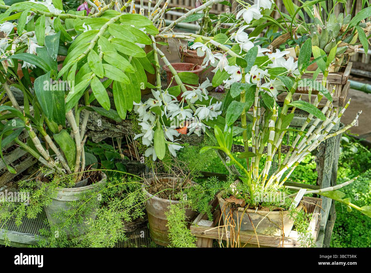 Growing Cattleya white flowers in the garden. Orchid plants collection ...