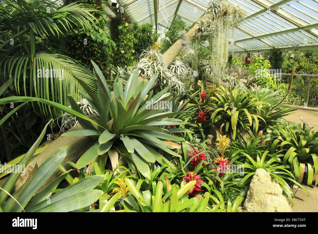 Tropical rainforest environment inside the Princess of Wales ...