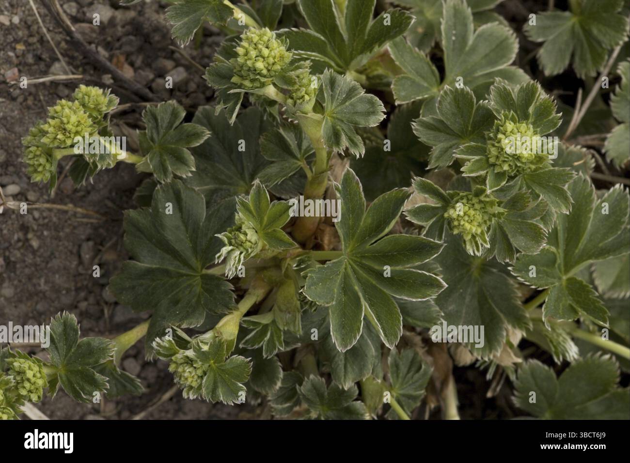 Faeroes Lady's Mantle (Alchemilla faeroensis), flowering, Faroe Islands ...