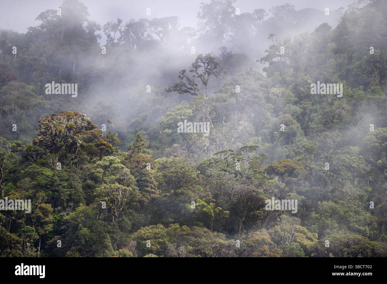 Montane rain forest around Mt Hagen, Western Highlands, Papua New ...
