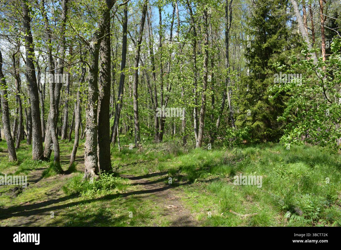Hyljelahti area in Espoo, Finland. Thick impenetrable green forest with ...