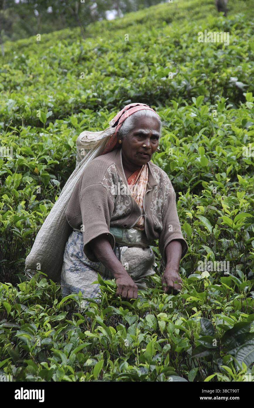 Tea pickers, Sri Lanka, South Asia, Asia Stock Photo - Alamy