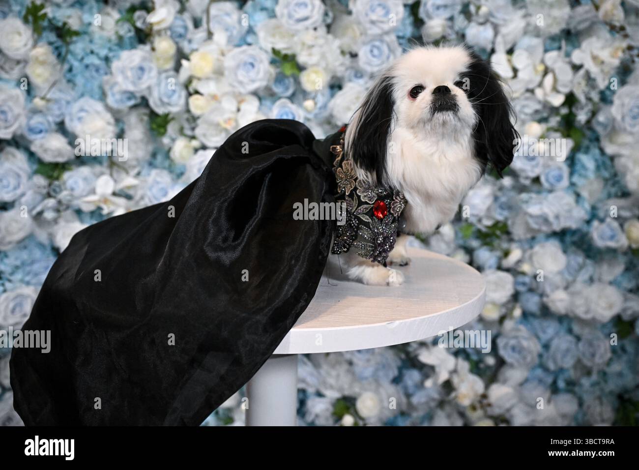 A dog poses during the "The Pet Gala" benefiting the AKC Museum of the ...