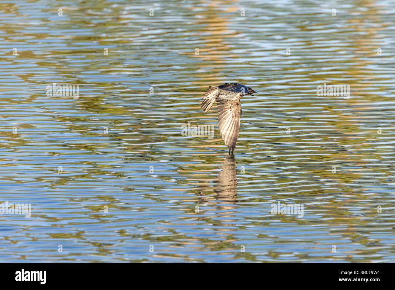 Small Martin Bird dipping the tip of its wing in the water Stock Photo ...