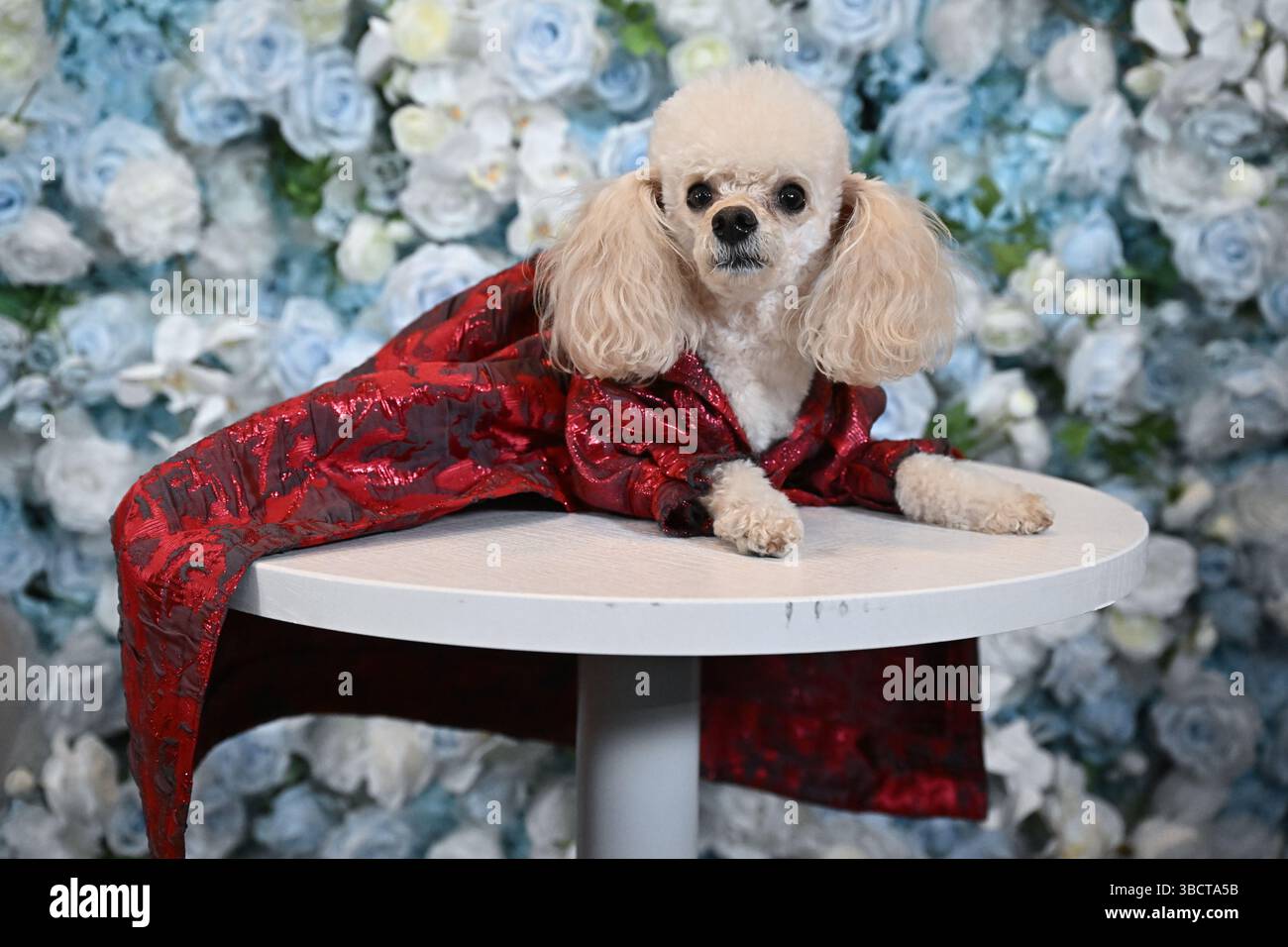 A dog poses during the "The Pet Gala" benefiting the AKC Museum of the ...