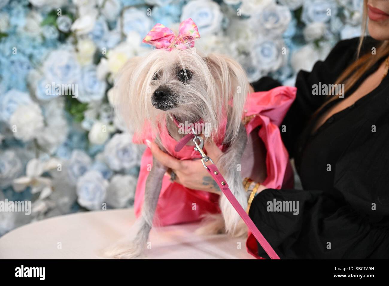 Suki, a Chinese Crest powder puff, dressed as Shakira poses during the ...