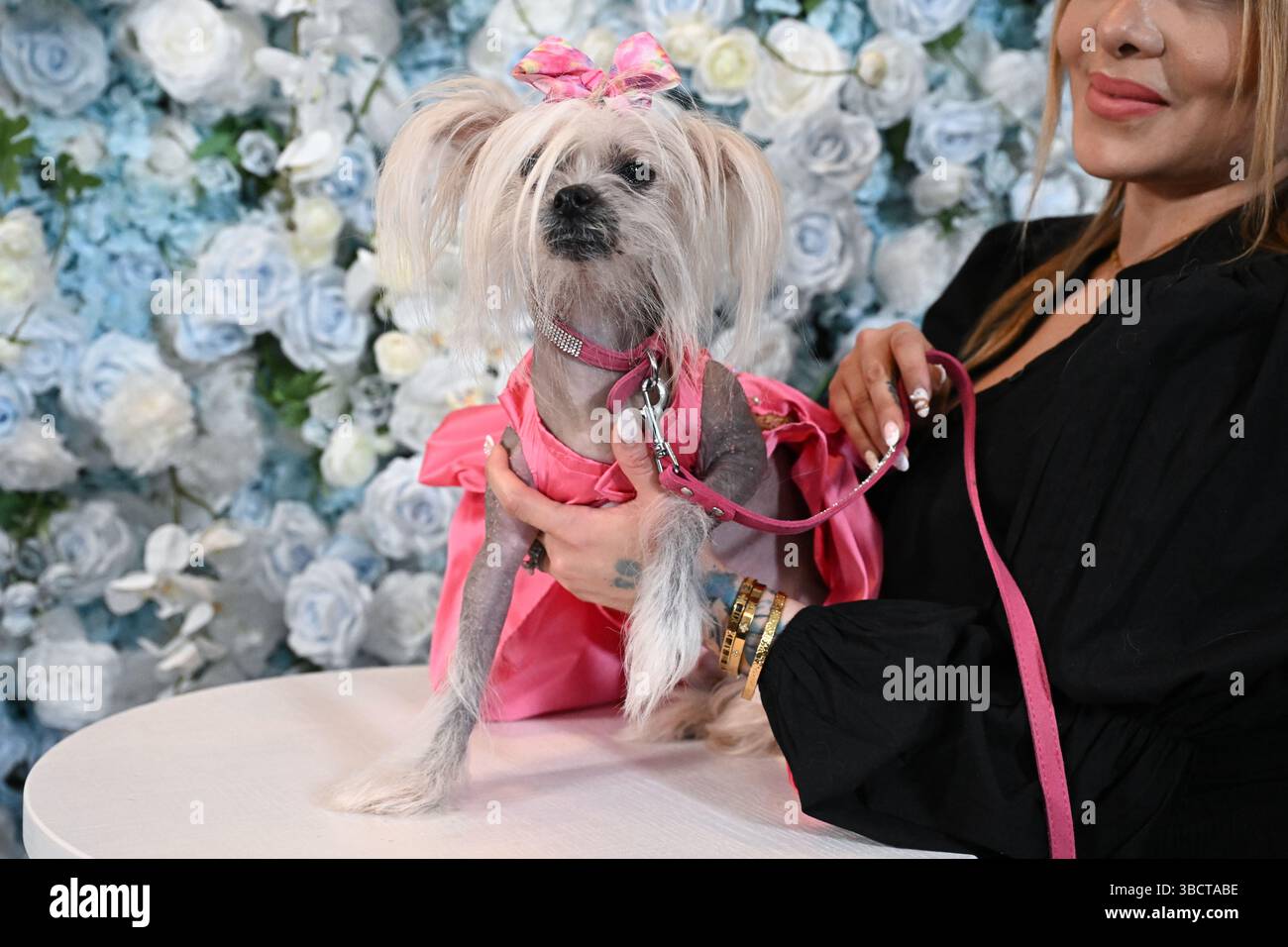 Suki, a Chinese Crest powder puff, dressed as Shakira poses during the ...
