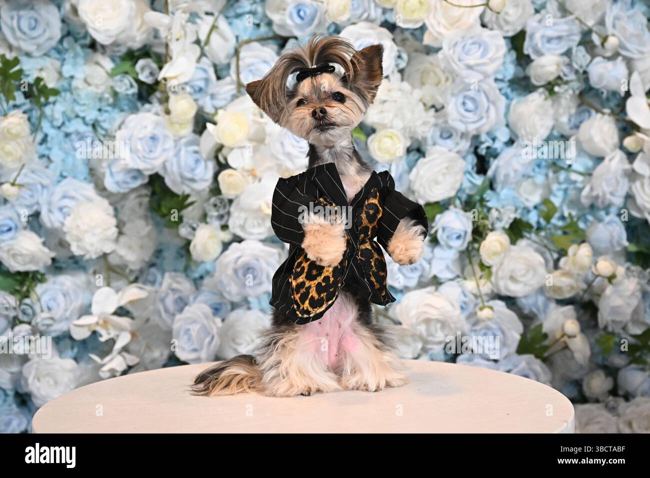 Liv, a Morkie, dressed as Doja Cat poses during the "The Pet Gala ...