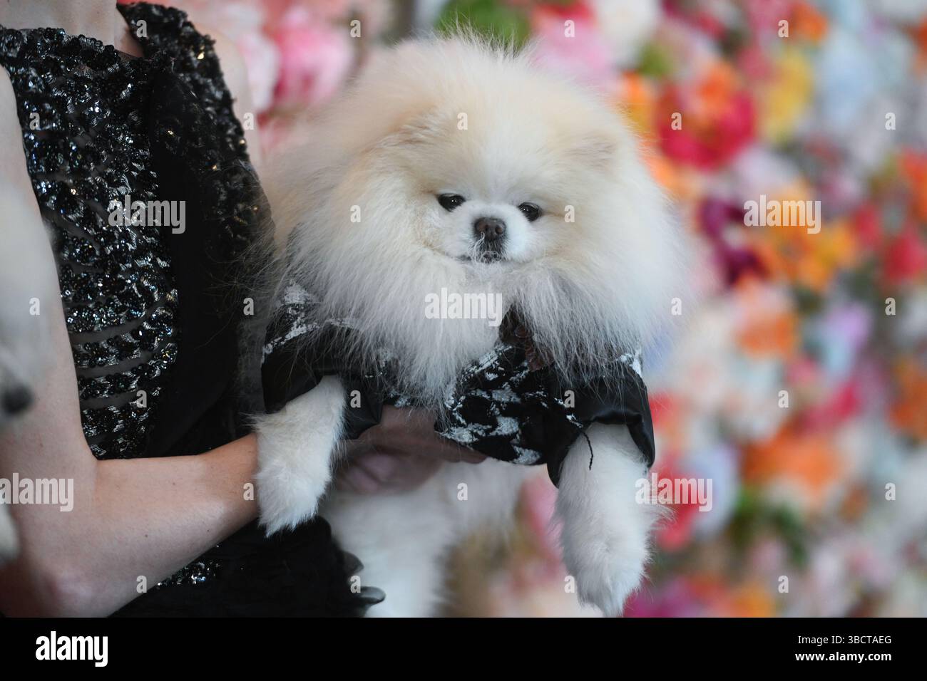A dog poses during the "The Pet Gala" benefiting the AKC Museum of the ...