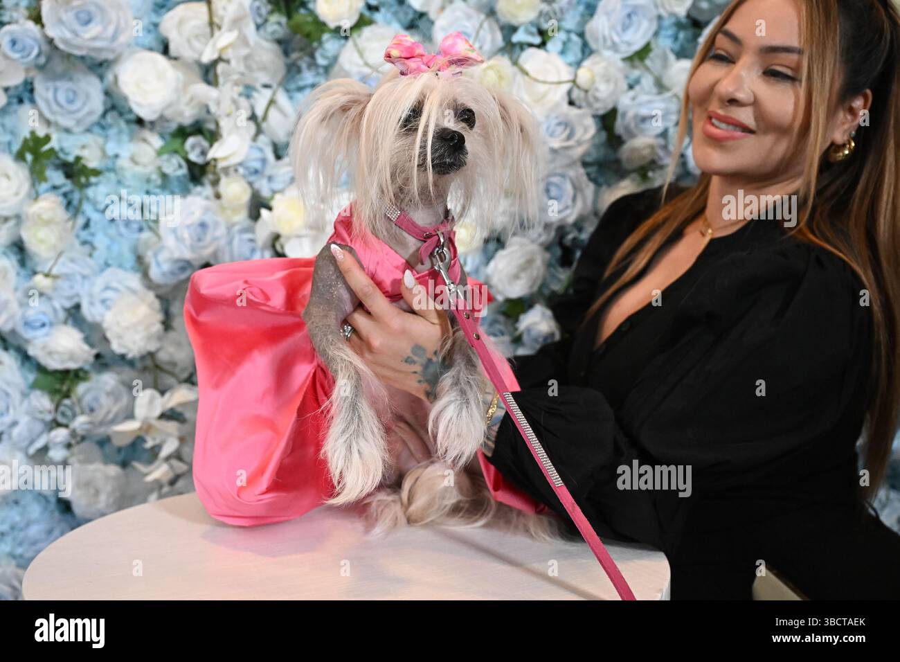 Suki, a Chinese Crest powder puff, dressed as Shakira poses during the ...