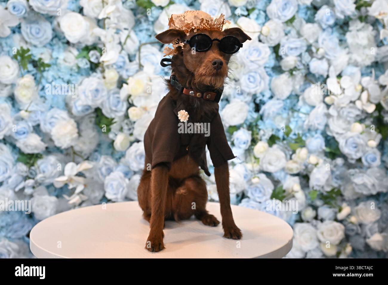Bastian, a Ratt Terrier mutt dressed as Bad Bunny poses during the "The ...