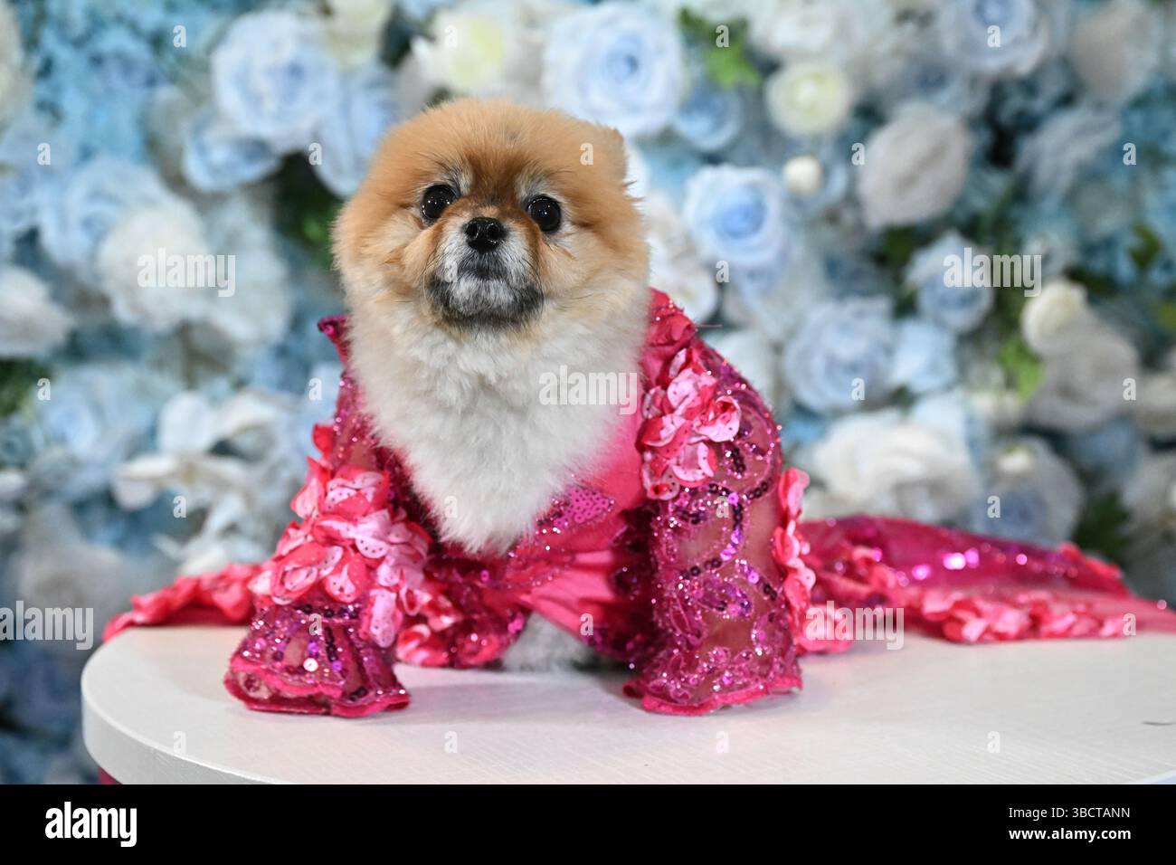 Honey, a Pomeranian, dressed as Chappell Roan, poses during the "The ...