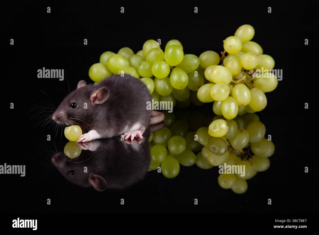 Cute baby rat Stock Photo - Alamy