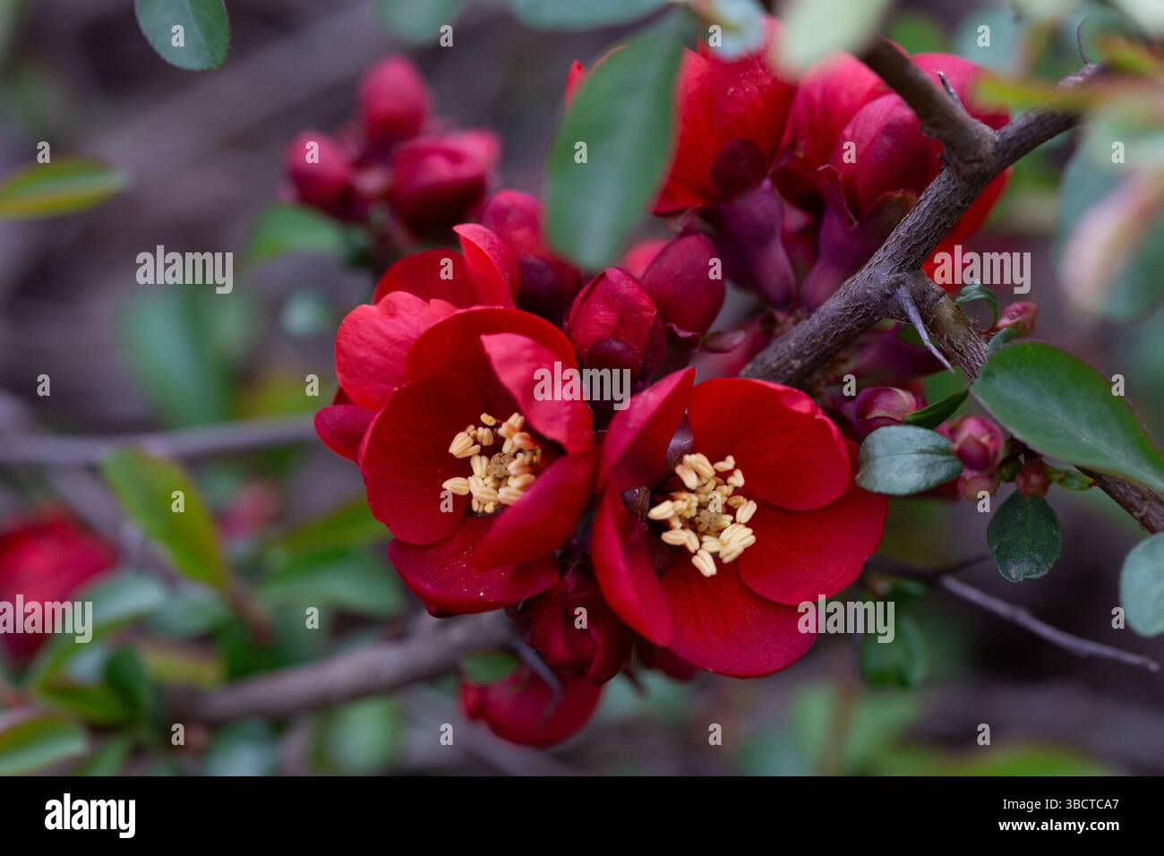 Plant of flowering wild Japanese quince (Chaenomeles japonica) on a ...
