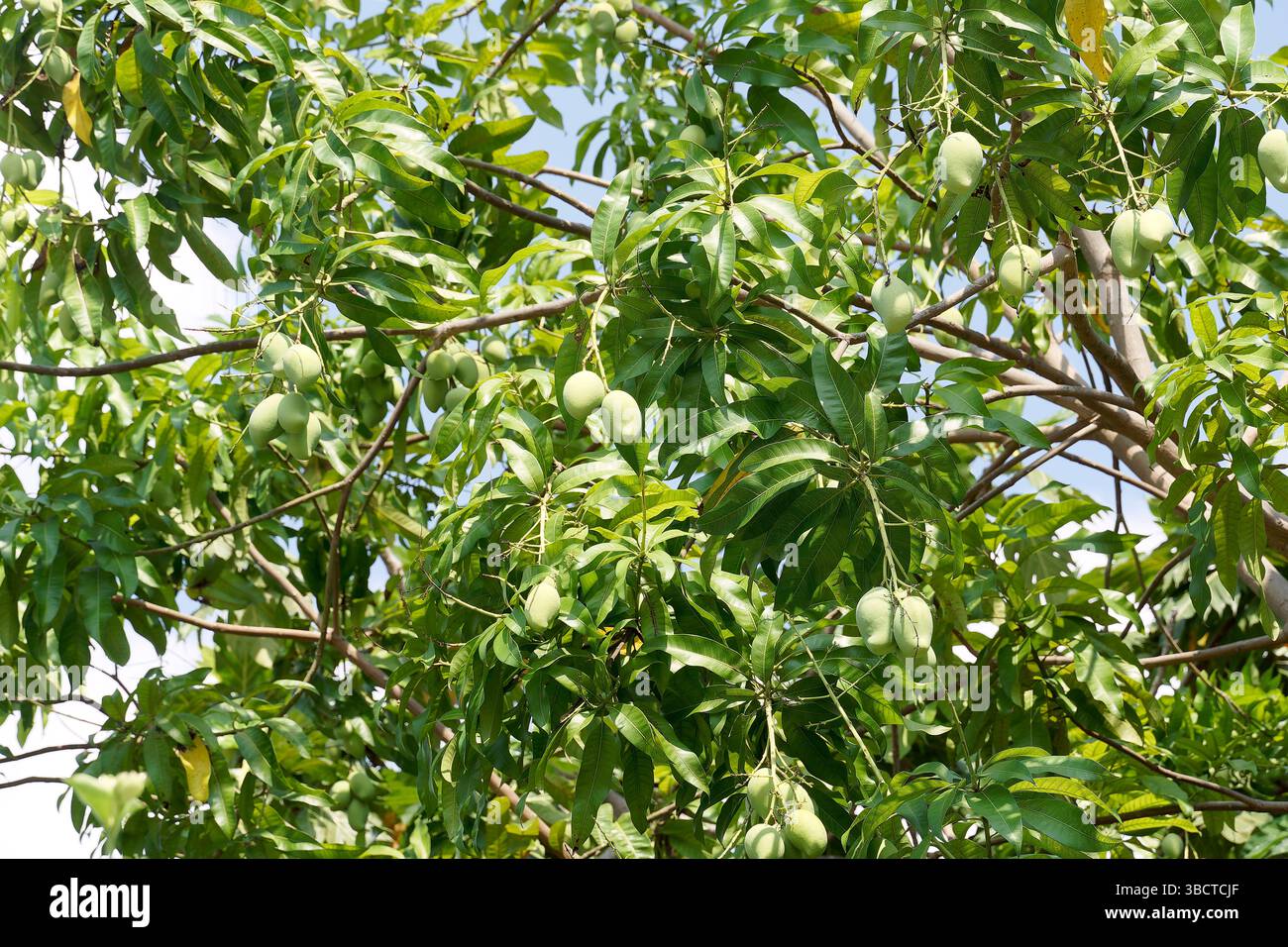 Mango tree, Manguier, Mangifera indica, mangó, Fulidhoo Island, Maldive ...