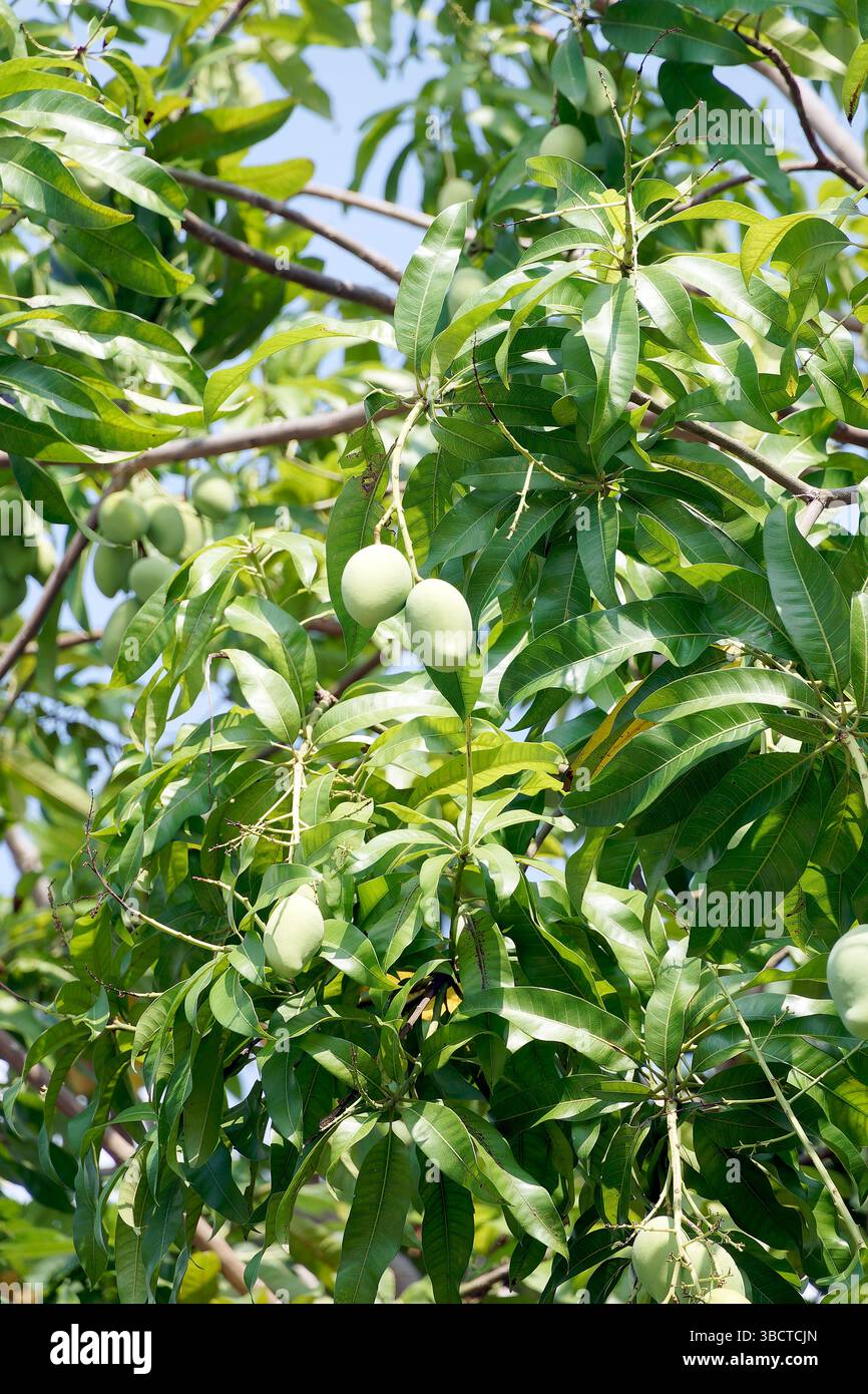 Mango tree, Manguier, Mangifera indica, mangó, Fulidhoo Island, Maldive ...