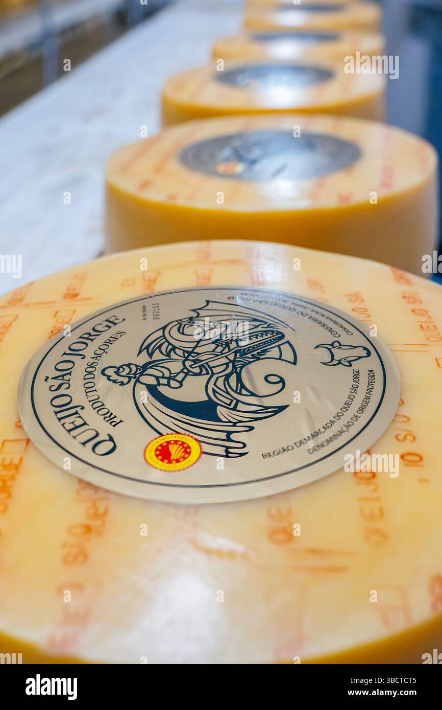 Sao Jorge Cheese Wheels With Traditional Label, Azorean Dairy Product ...